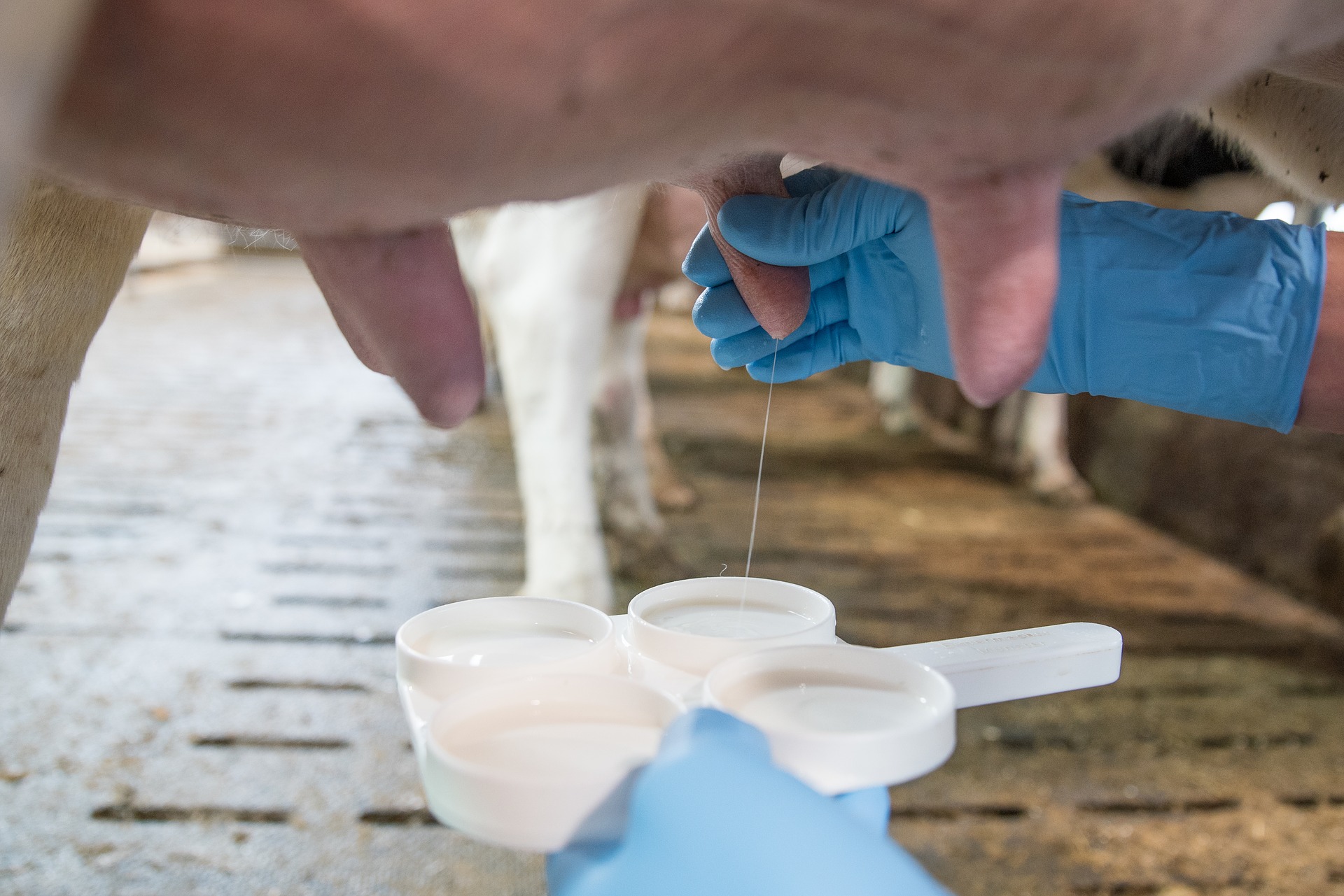 Mastitis en vacas - Experiencia Veterinaria
