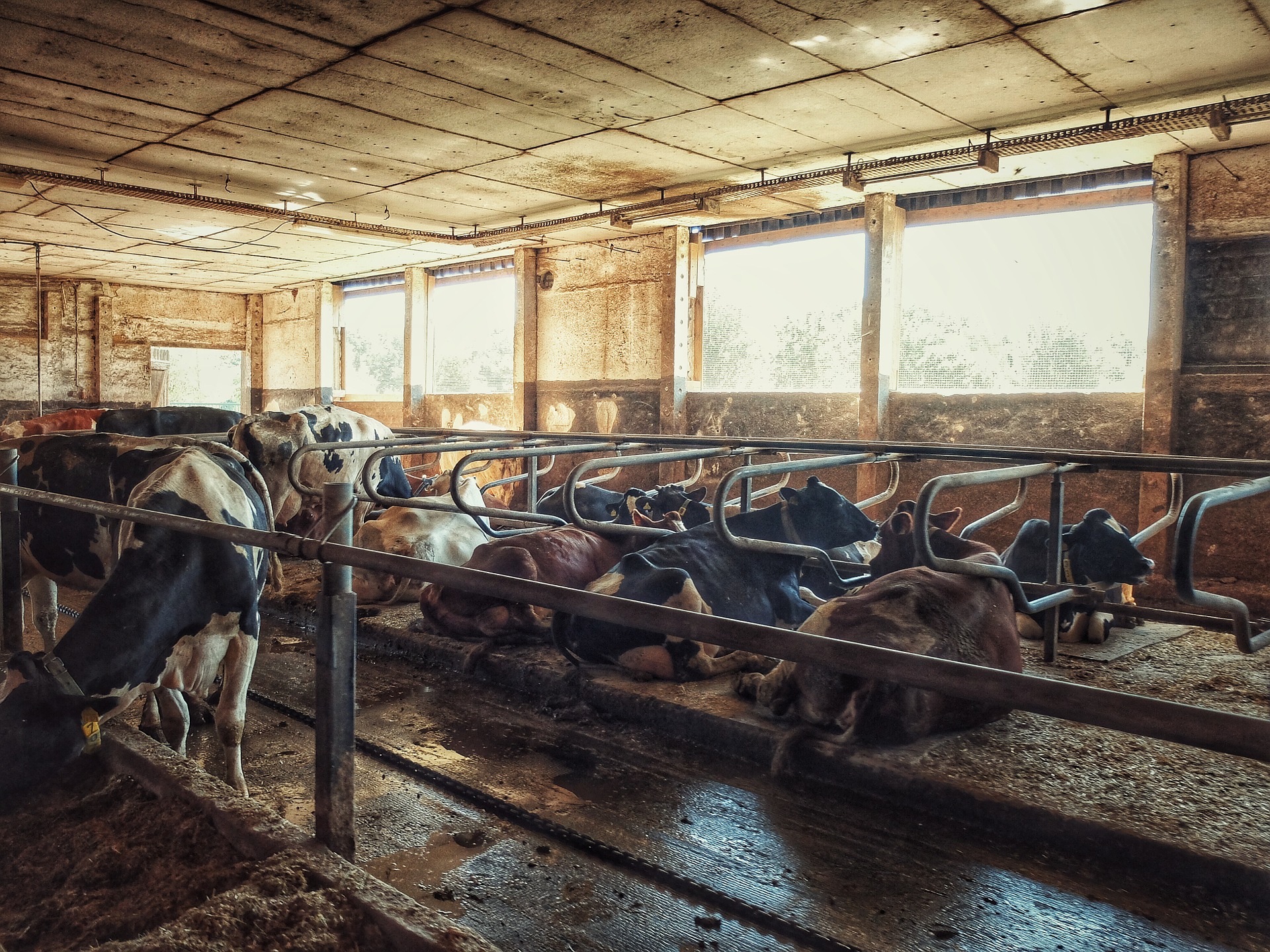Mastitis en vacas - Experiencia Veterinaria