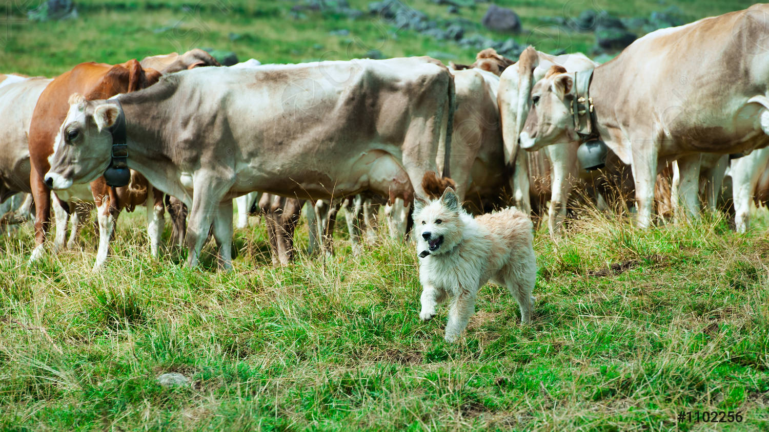 Top 5: Las mejores razas de perros pastores y boyeros - Experiencia ...