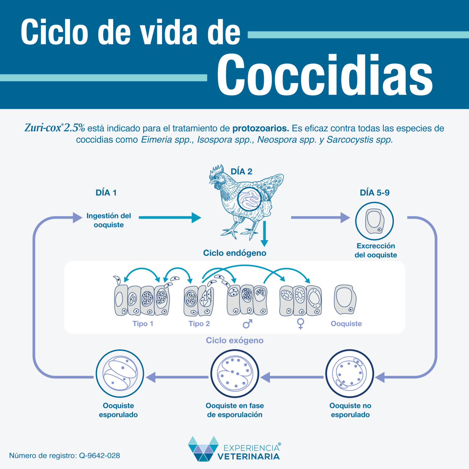 Coccidiosis en aves - Experiencia Veterinaria