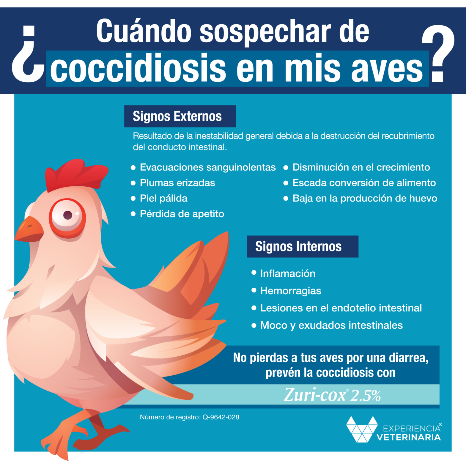Coccidiosis en aves - Experiencia Veterinaria